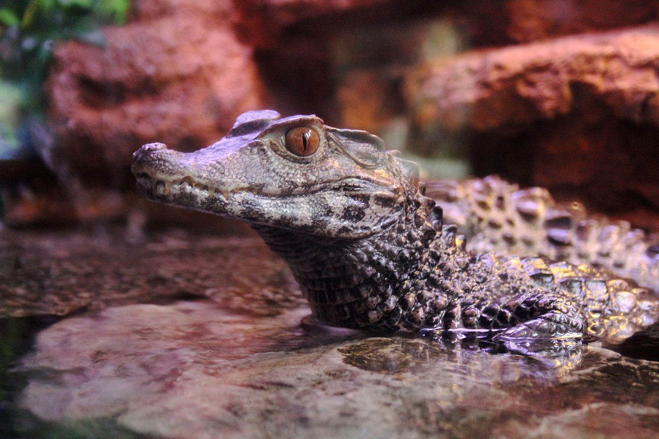 Cuvier’s Dwarf Caiman Workout – F3 Princeton